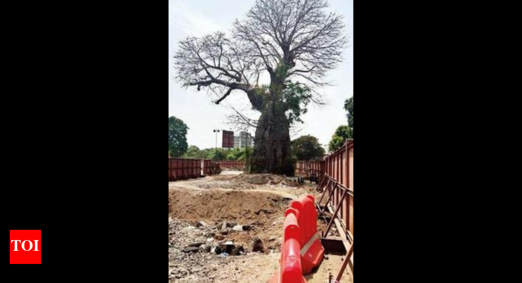 Of 2,096, GMRC axe to spare baobab tree | Surat News - Times of India