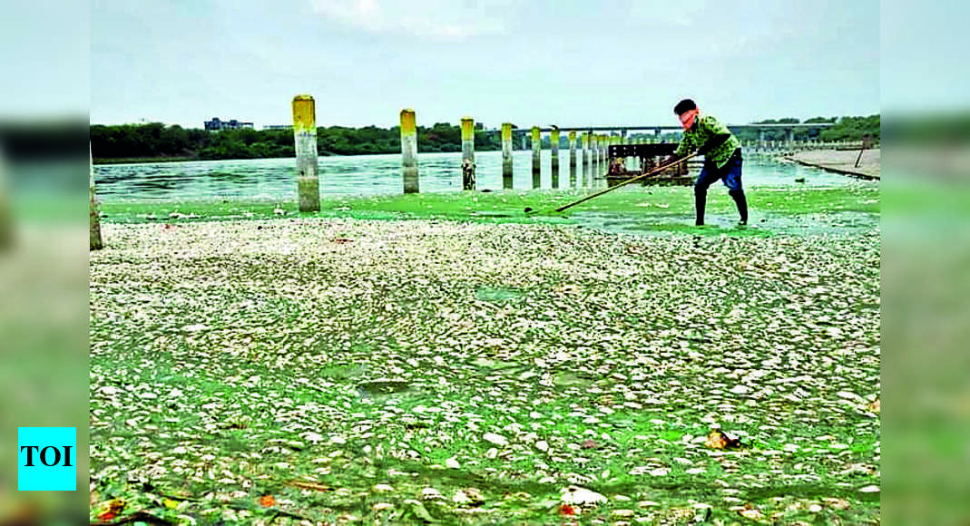 Godavari: Dead Fish Found Floating In Godavari River; Inquiry Sought ...
