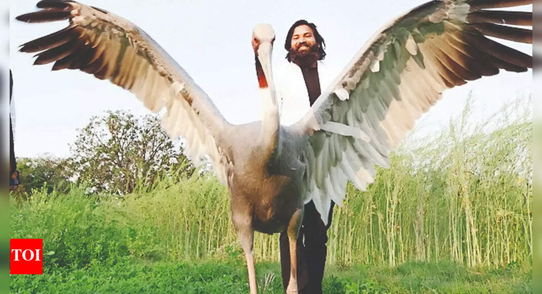 Sarus: Sarus Female, Zoo Staff Cranes Neck For Its Mate | Kanpur News ...