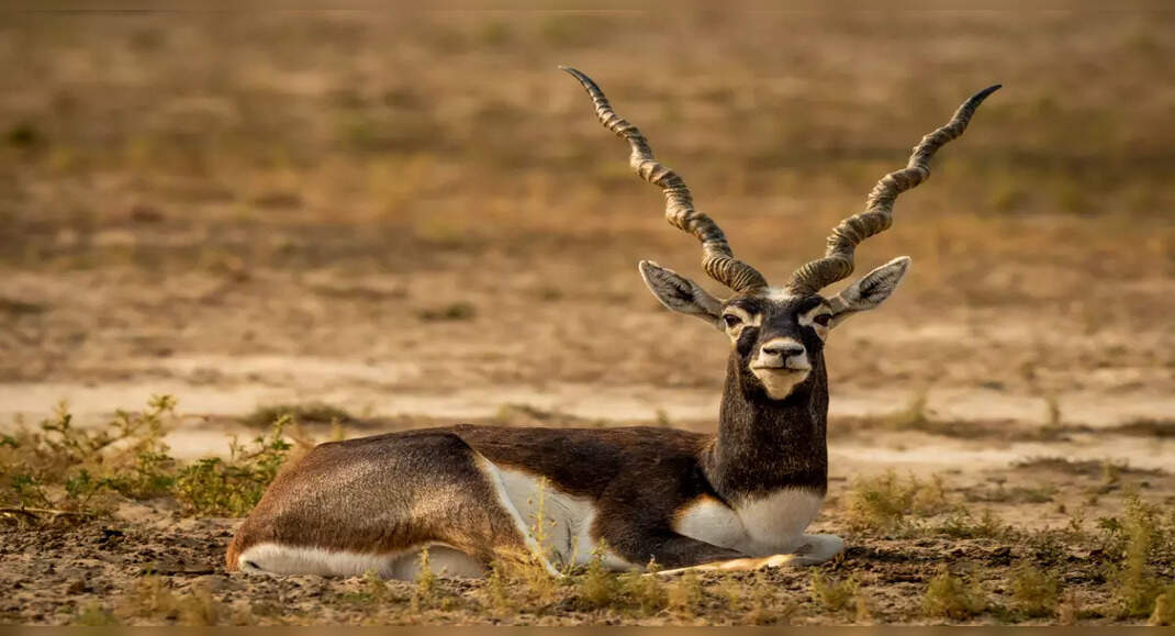 Three new wildlife conservation reserves in Rajasthan, Rajasthan ...