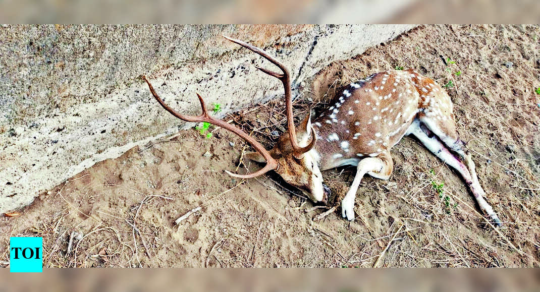 Dumas: Full-grown Deer Found Dead In Dumas | Surat News - Times of India
