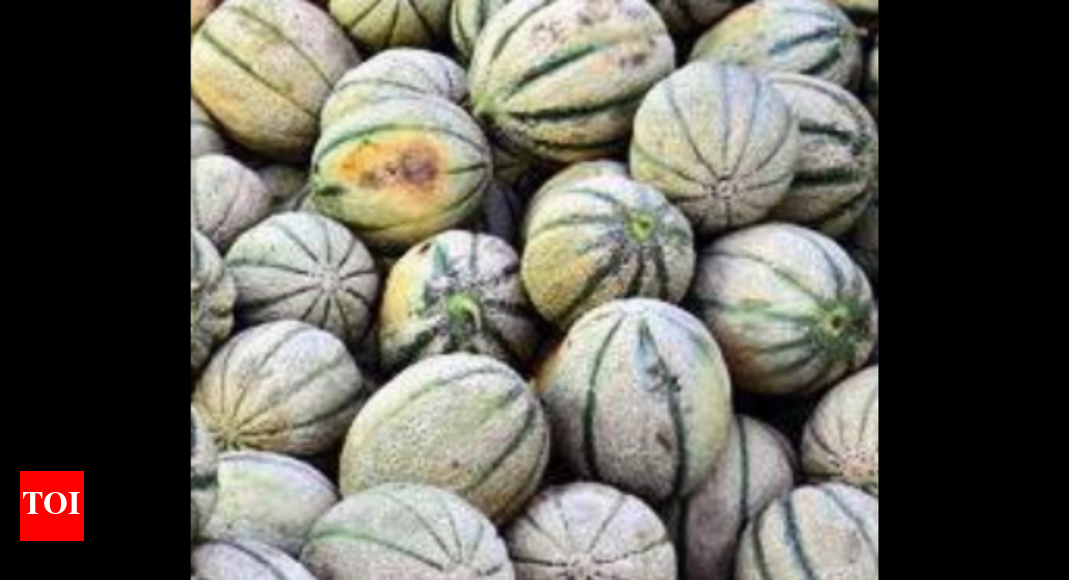 Muskmelon Under Wilt Attack; Fruit Quality Affected | Chandigarh News ...