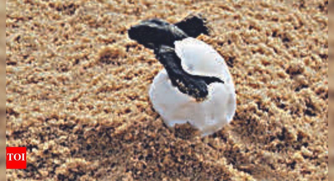 Millions of baby turtles start journey to sea in Gahirmatha ...