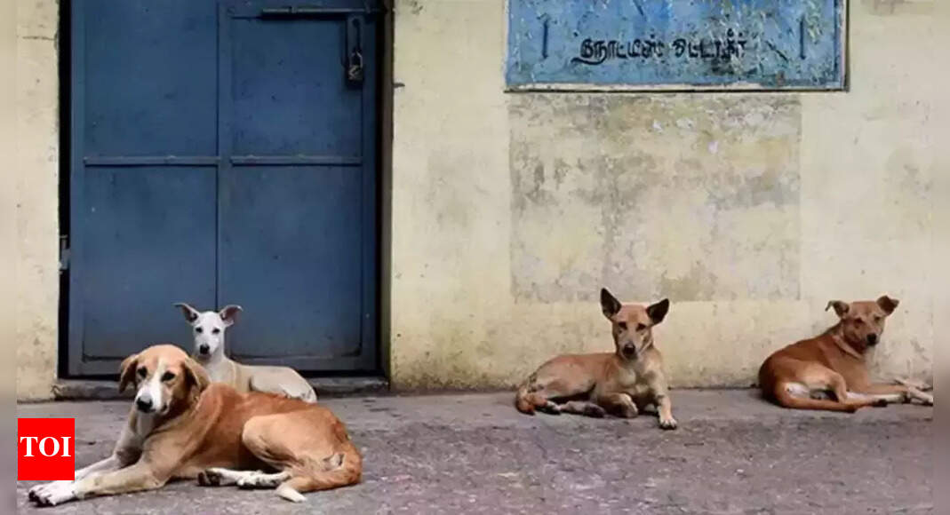 67% in Mumbai dub stray dogs a menace; nationally, it’s 82% | Mumbai ...