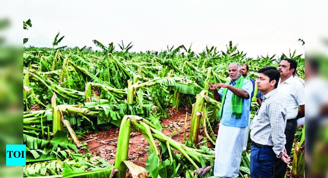 Farmers: Collector Assures Aid For Banana Farmers Who Lost Plants In ...