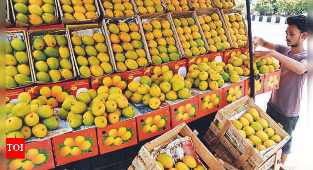 'Konkan mango production falls 40-50% in three years' | Thane News ...