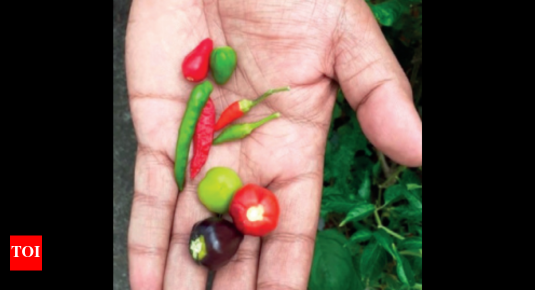 Spiced Up: A Mad Chef And His Search For Fiery Red Chilli | Chennai ...