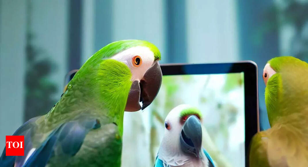 Parrots socialize with their peers through a video-calling system ...