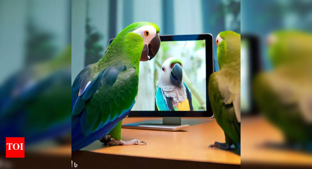 Parrots socialize with their peers through a video-calling system ...
