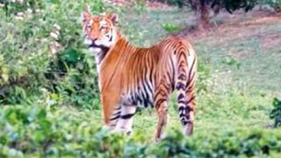 Section 144 in Assam tea garden as tiger, 2 cubs find 'new home ...