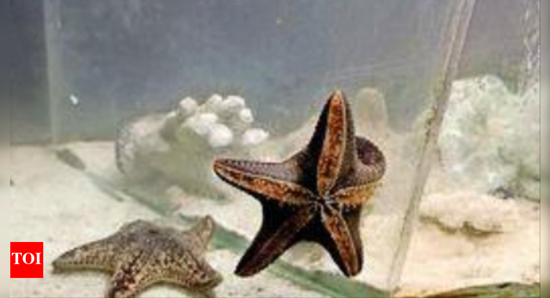 Let's bite this bait: Lucknow Zoo aquarium gets a 'star' attraction for ...