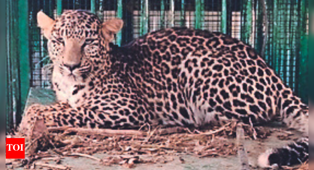 Leopard kills 3 in 36 hours in Uttar Pradesh's Bijnor | Meerut News ...