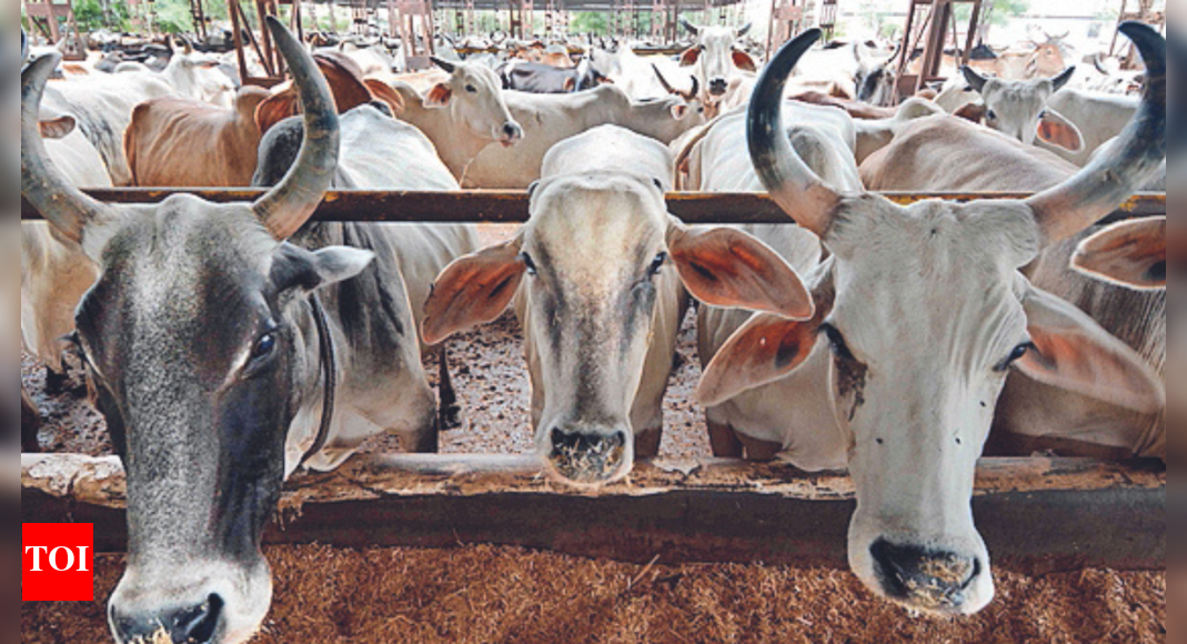 Assam: 40,000 cows affected as lumpy skin disease resurfaces | Guwahati ...