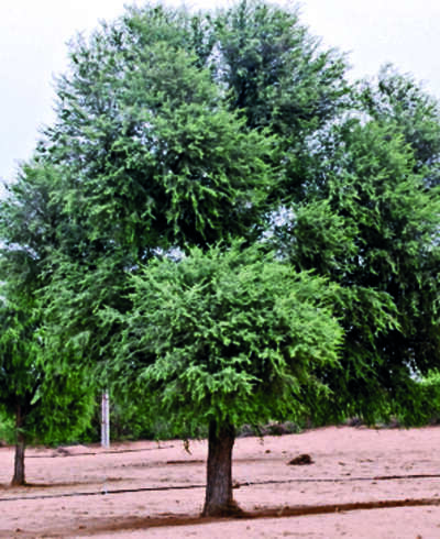 Sangri Fruits In Peril As Khejri Trees Fall Prey To Pests & Moisture ...