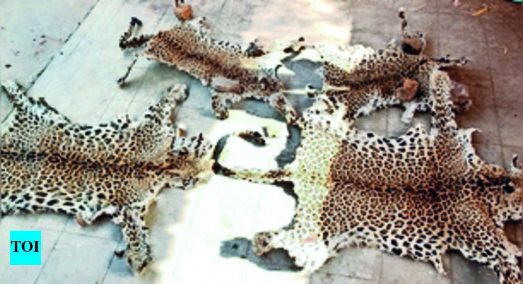 Ats Nabs Man In Udaipur With Four Leopard Hides | Jaipur News - Times of India