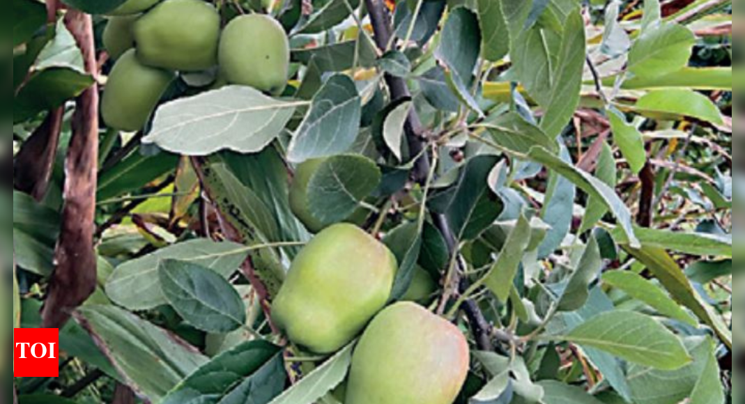 West Bengal: Kalimpong farmers strike gold with Kinnaur apples ...