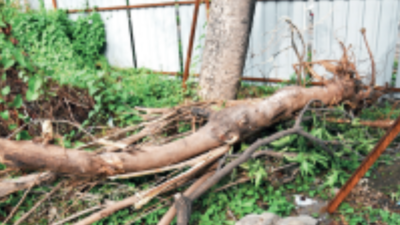 Nmc Claims 97 Trees Felled, Lodgescomplaint; Cops Deny Receiving One ...