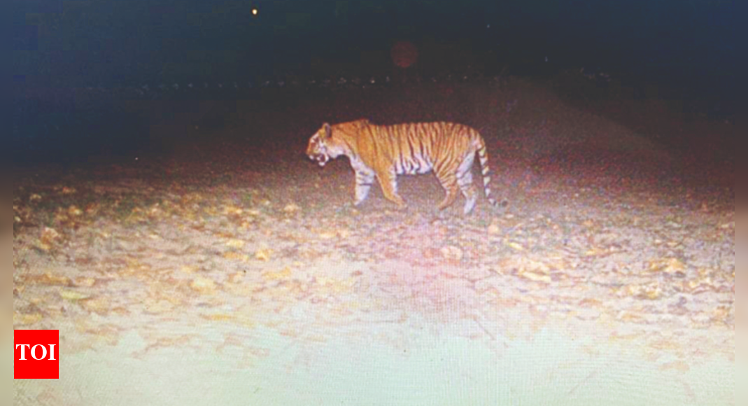 Visitor From Rajaji? Cameras Catch Tiger At Kalesar Thrice Since Apr 19 ...