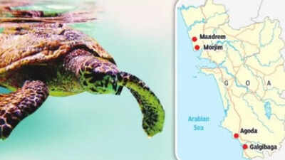 Turtle nursery Goa has a giant class of ’23 - Times of India