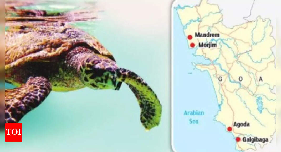 Turtle nursery Goa has a giant class of ’23 - Times of India