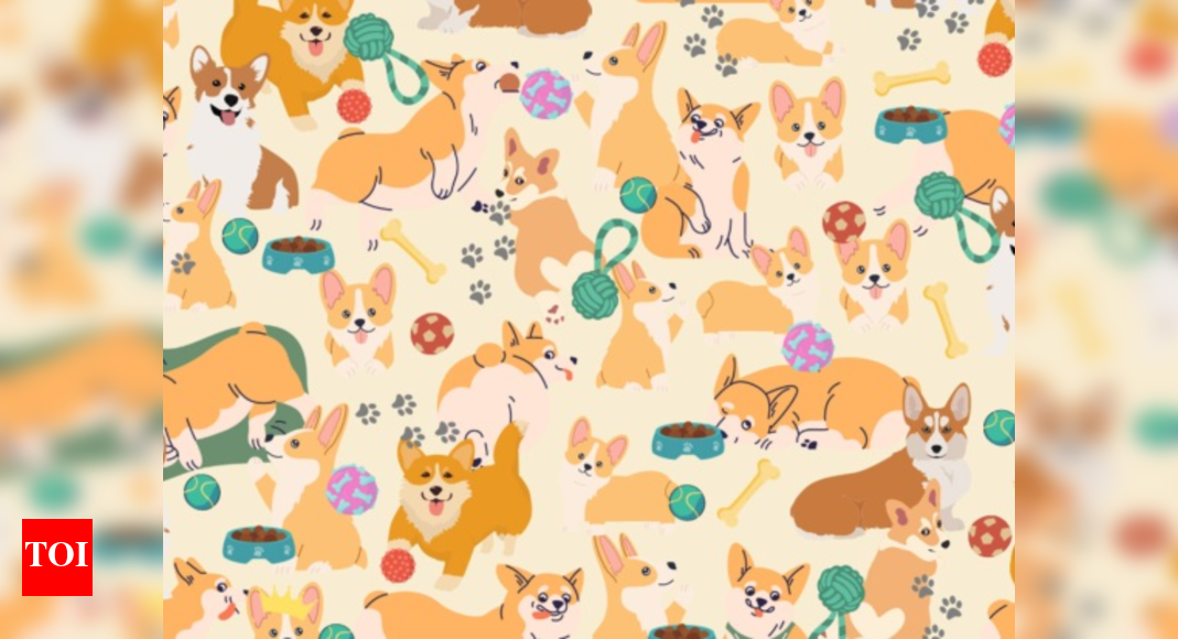 There is a crown hidden among the corgis; we challenge you to find it ...