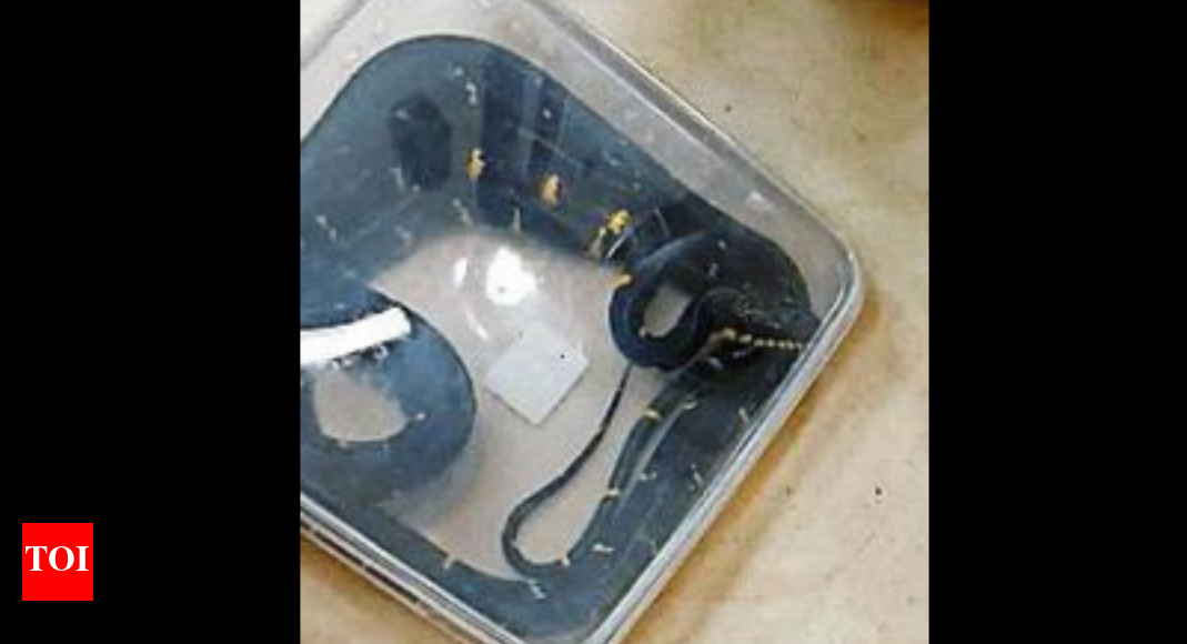 Pythons, anacondas and kingsnakes seized at Chennai airport | Chennai ...