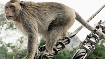 Monkey menace rare, have SOP to help tackle it: DMRC | Delhi News ...