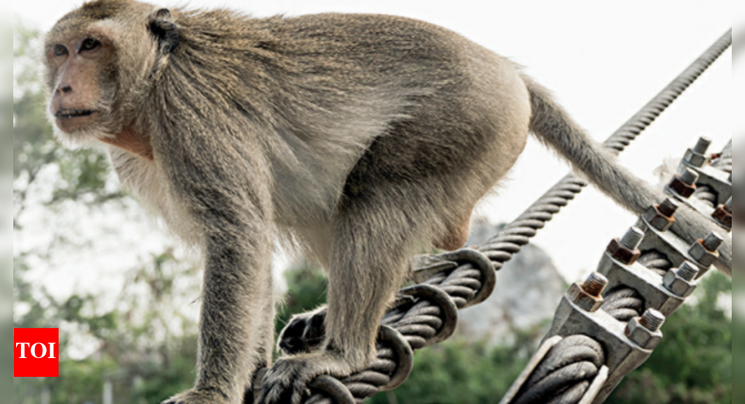 Monkey menace rare, have SOP to help tackle it: DMRC | Delhi News ...