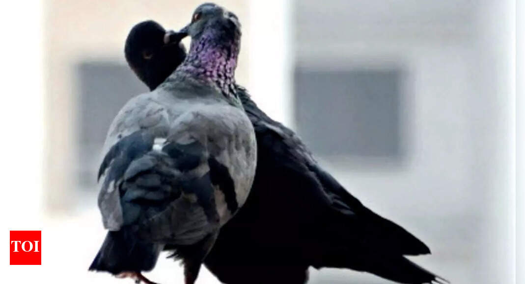 Steer clear of pigeons, they can scar your lungs: Doctors | Bengaluru ...