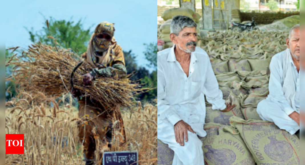 Karnal: Farmers brace for hits, scientists race for answers to climate ...