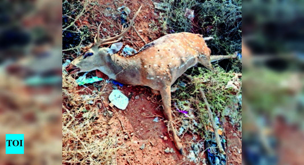 Ravathur: Deer Knocked Down By Train | Coimbatore News - Times of India