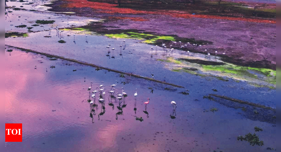 Lesser Flamingo Spotted In Najafgarh Lake | Gurgaon News - Times of India