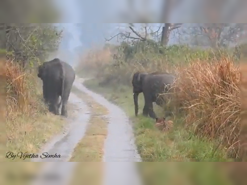Tiger shows respect for majestic elephants in viral video, highlighting ...