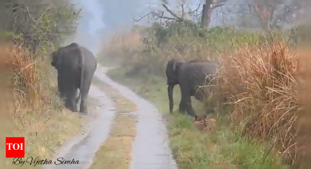 Tiger shows respect for majestic elephants in viral video, highlighting ...