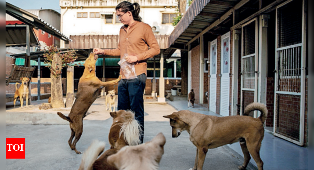 Onus now on housing societies to ensure place & time to feed stray dogs ...