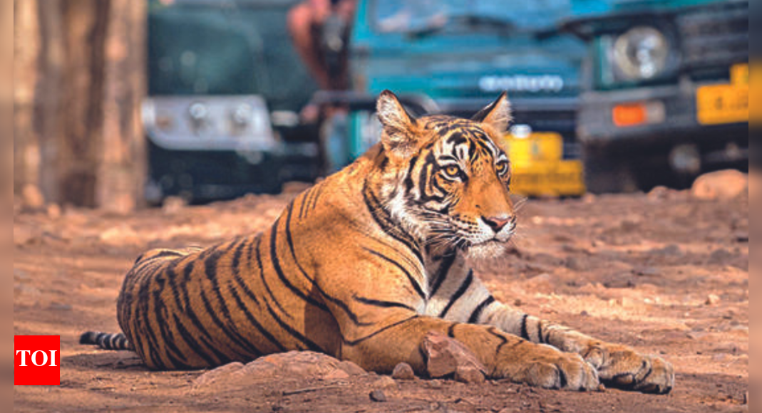 Ranthambore tiger enters Madhya Pradesh's Kuno National Park, pugmarks ...