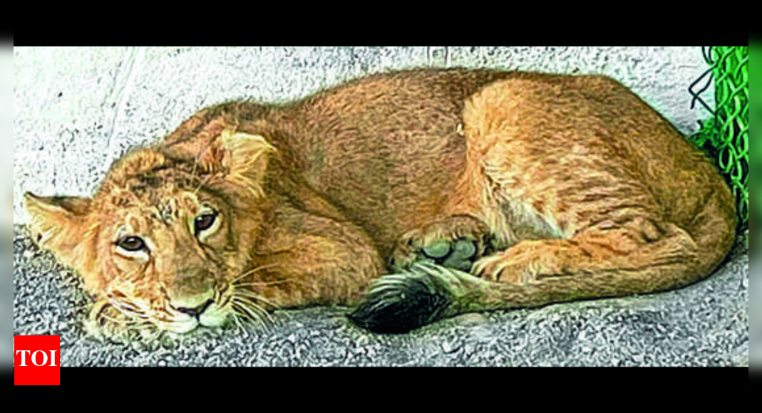 Gujarat Lion: After rare jaw surgery, 7-month-old lion cub ready to ...