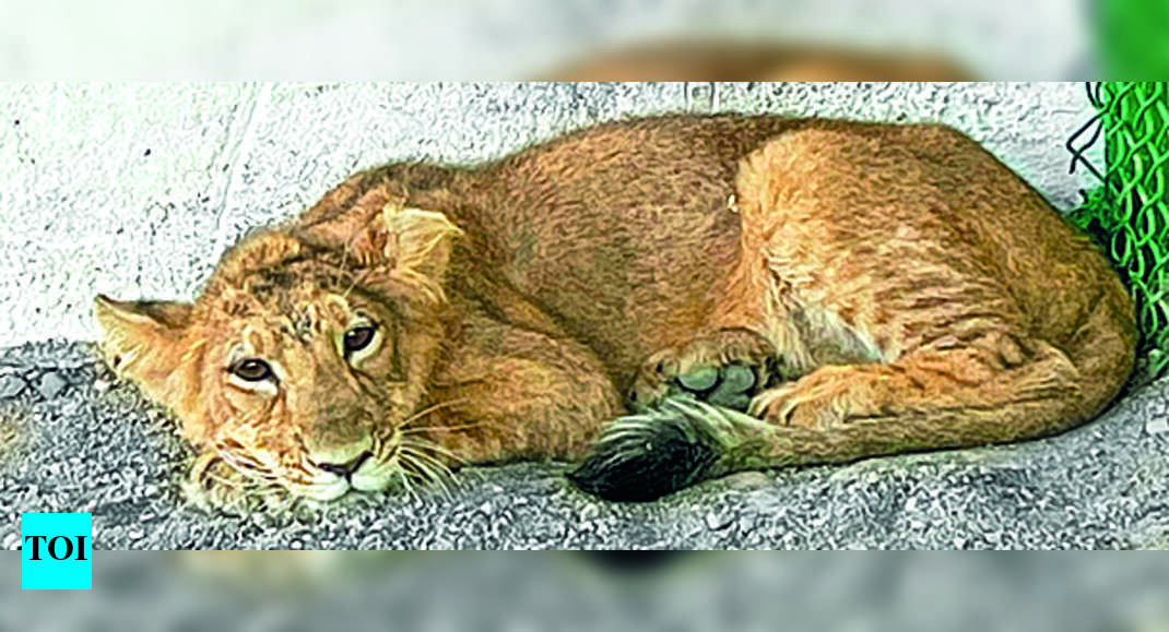 Lion Cub With Fractured Jaw Recovers After Rare Surgery | Rajkot News ...