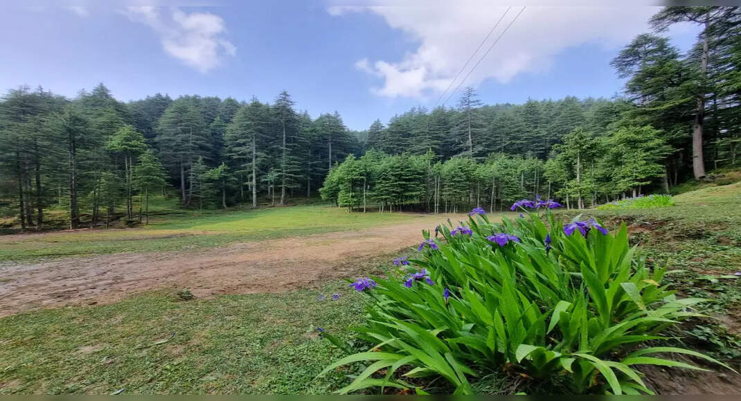 Unwind in the less-trodden paths of Cheog in Himachal, Himachal Pradesh ...