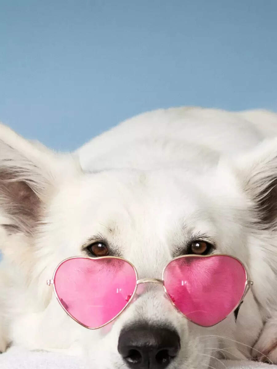 9 most ‘posh’ looking dogs | Times of India