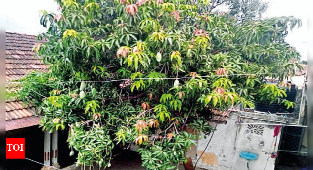 Mangoficient: 14 aam varieties hang on this khaas tree in Gujarat's ...