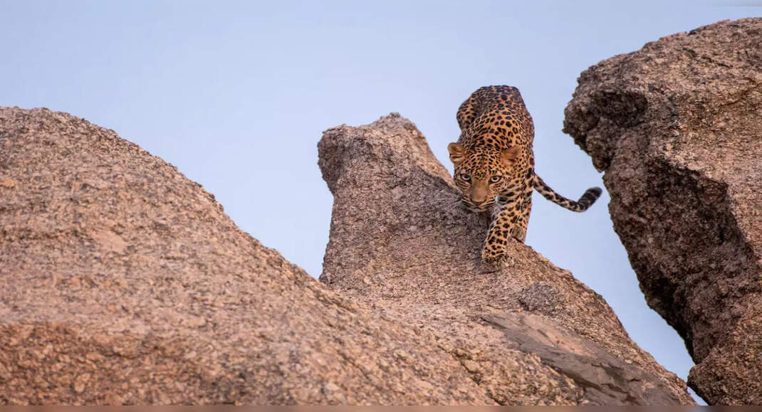 Jawai, the leopard territory, for the wildlife enthusiast in you ...