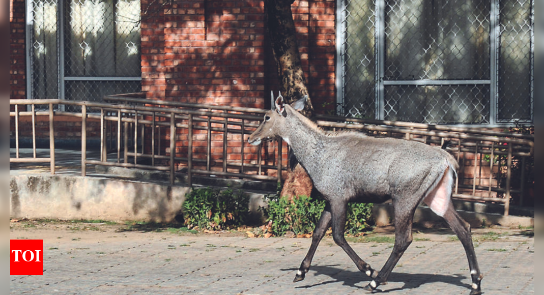 Nilgai is likely to lose its ‘status symbol’ in Delhi | Delhi News ...