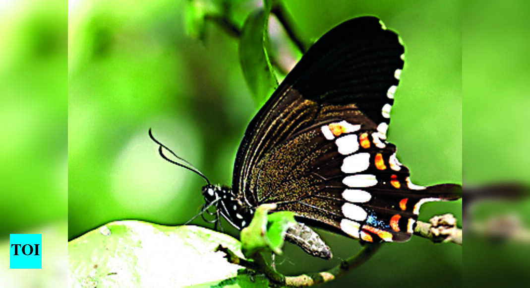900 Flora, Fauna Species Listed In Nature Challenge | Kolkata News - Times of India
