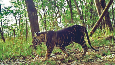 Similipal Melanistic Tiger Died In Territorial Fight: Officials ...