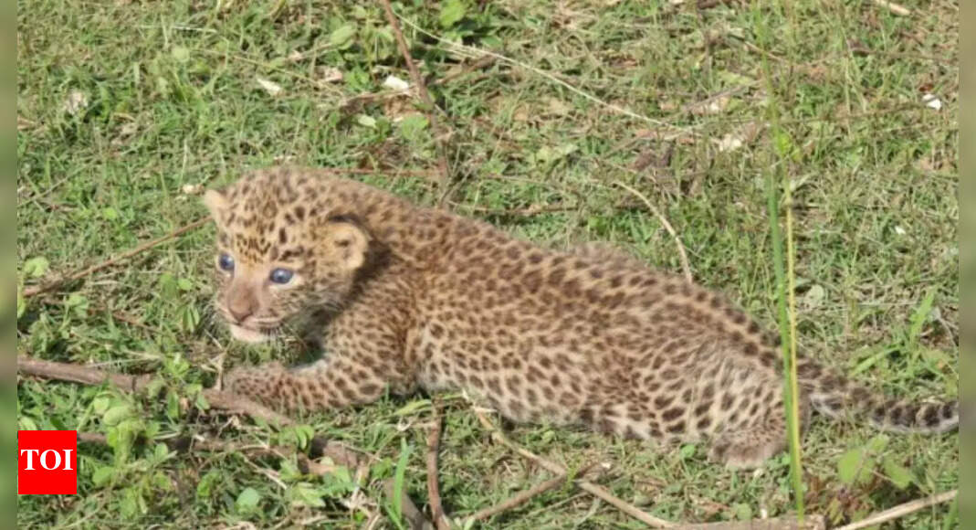 Chhattisgarh forest team succeeds in reuniting female leopard cub with ...