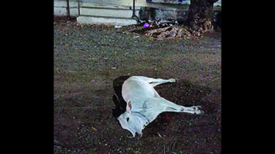 Dead cows to be turned into compost not controversy: Madhya Pradesh ...