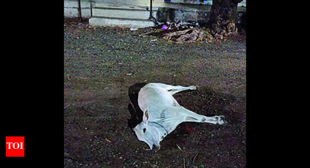 Dead cows to be turned into compost not controversy: Madhya Pradesh ...