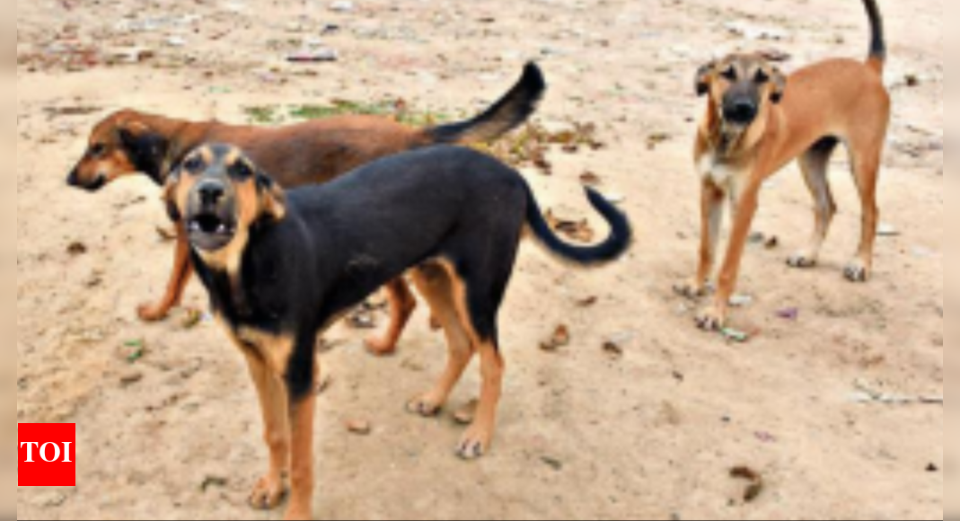 Fear lurks in packs: Attacks by dogs have residents worried in ...