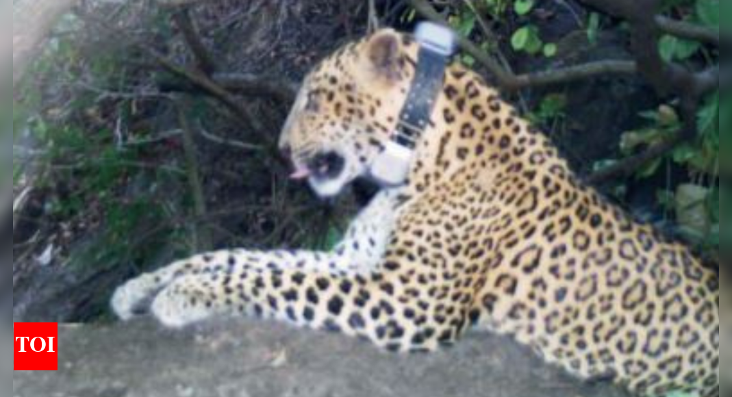 Mumbaikar leopards have learnt to co-exist with humans: Report | Mumbai ...